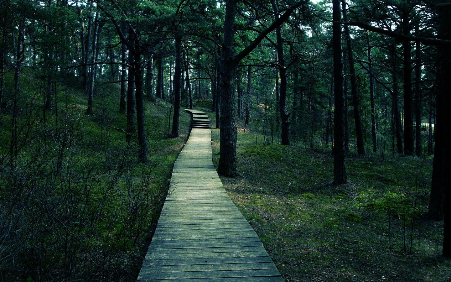 Forest Path Wallpapers - Top Free Forest Path Backgrounds - WallpaperAccess