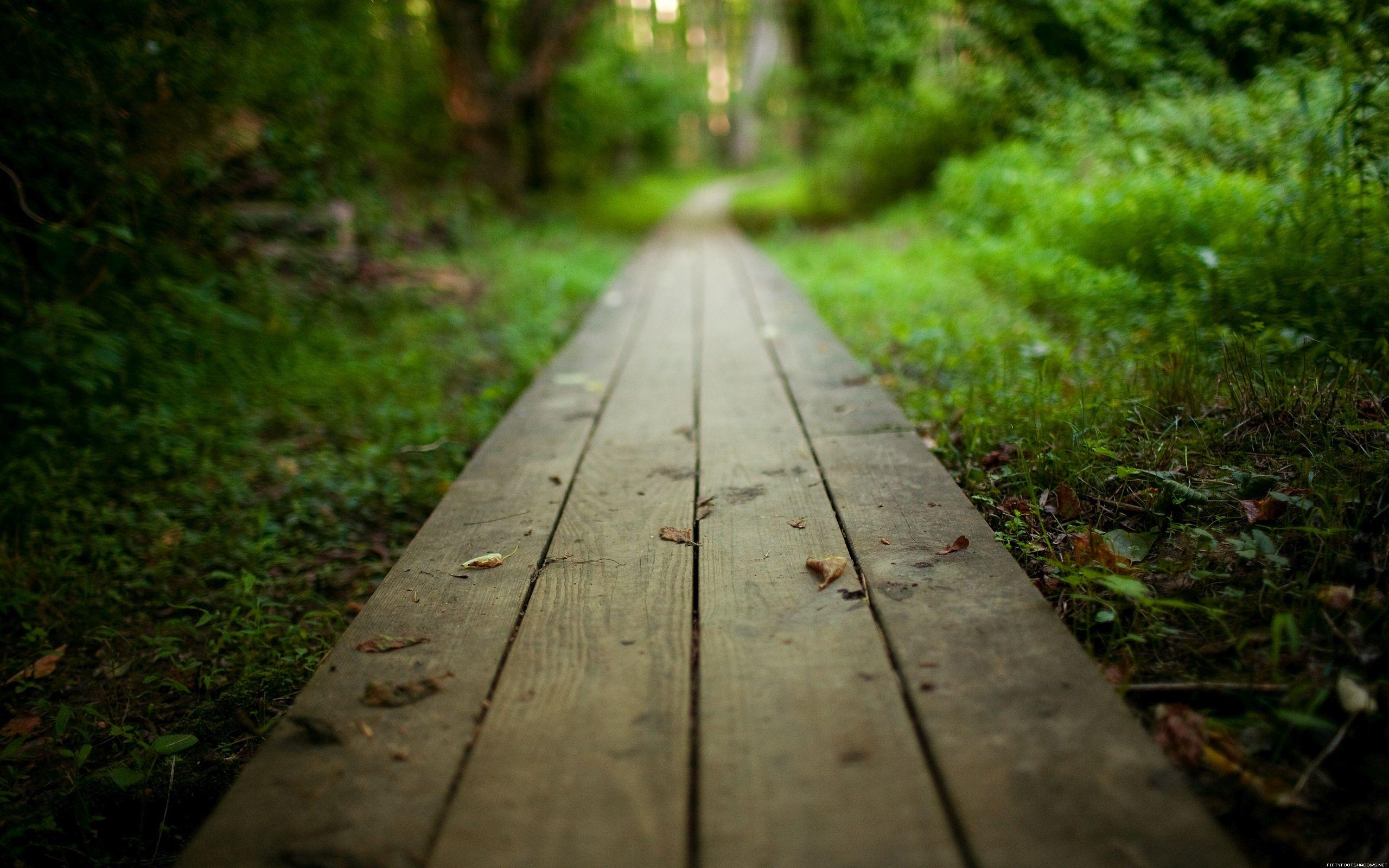 Forest Path Wallpapers - Top Free Forest Path Backgrounds - WallpaperAccess