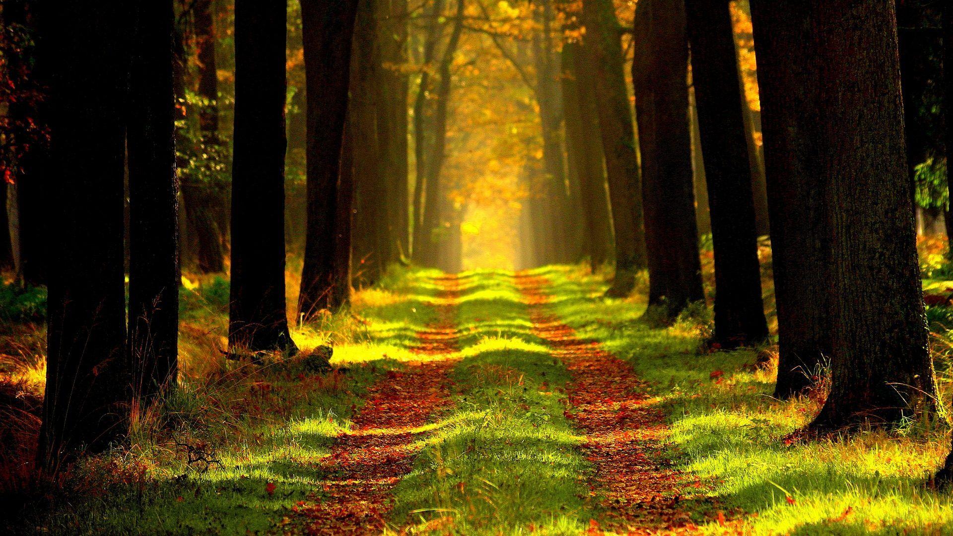 Forest Path Wallpapers - Top Free Forest Path Backgrounds - WallpaperAccess