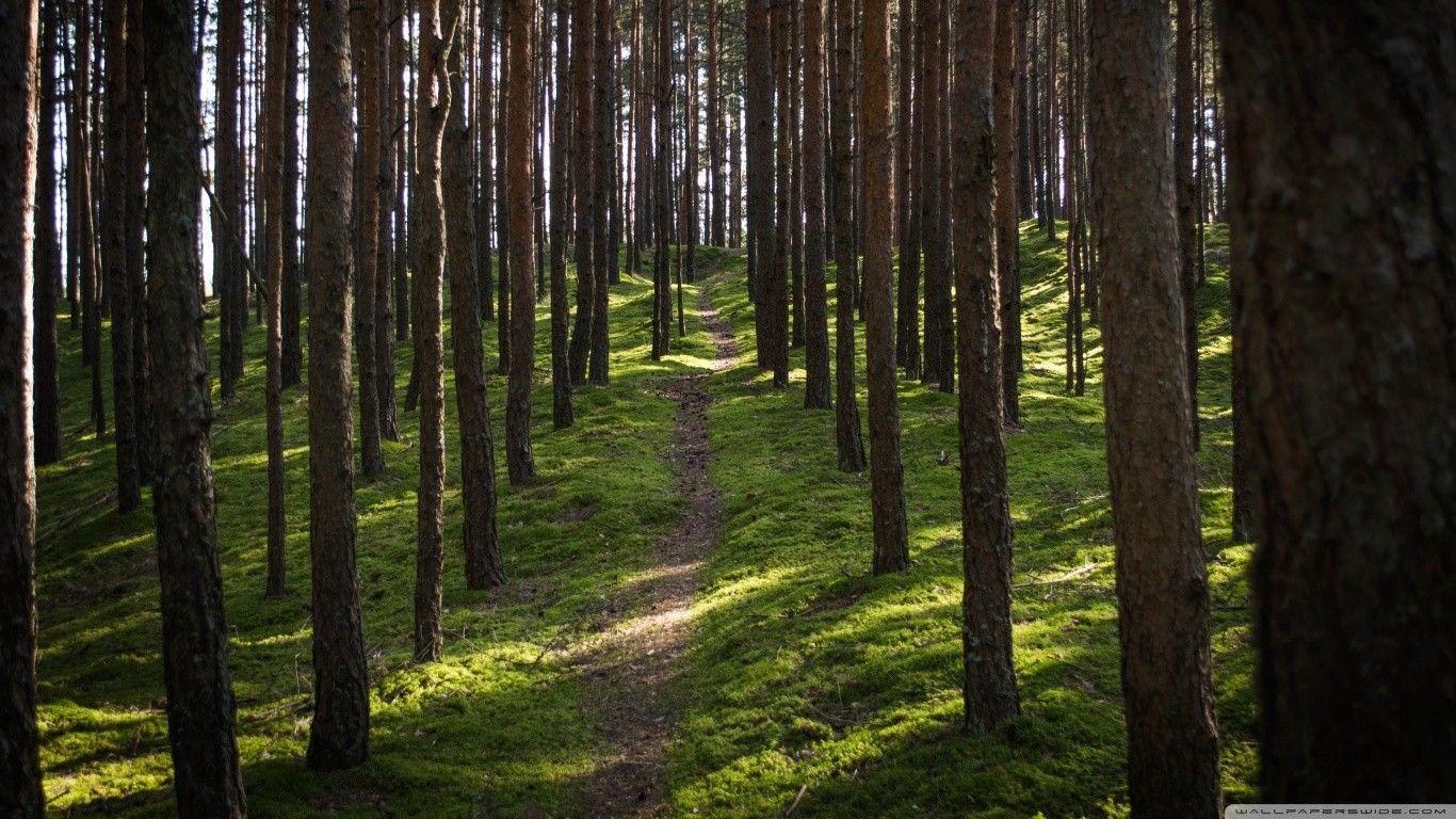 Forest Path Wallpapers - Top Free Forest Path Backgrounds - WallpaperAccess