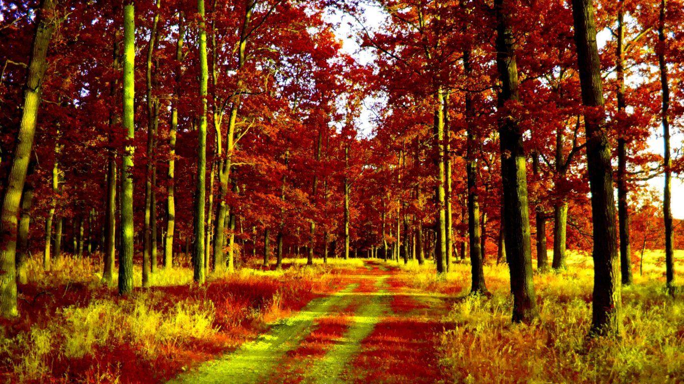 Forest Path Wallpapers - Top Free Forest Path Backgrounds - WallpaperAccess