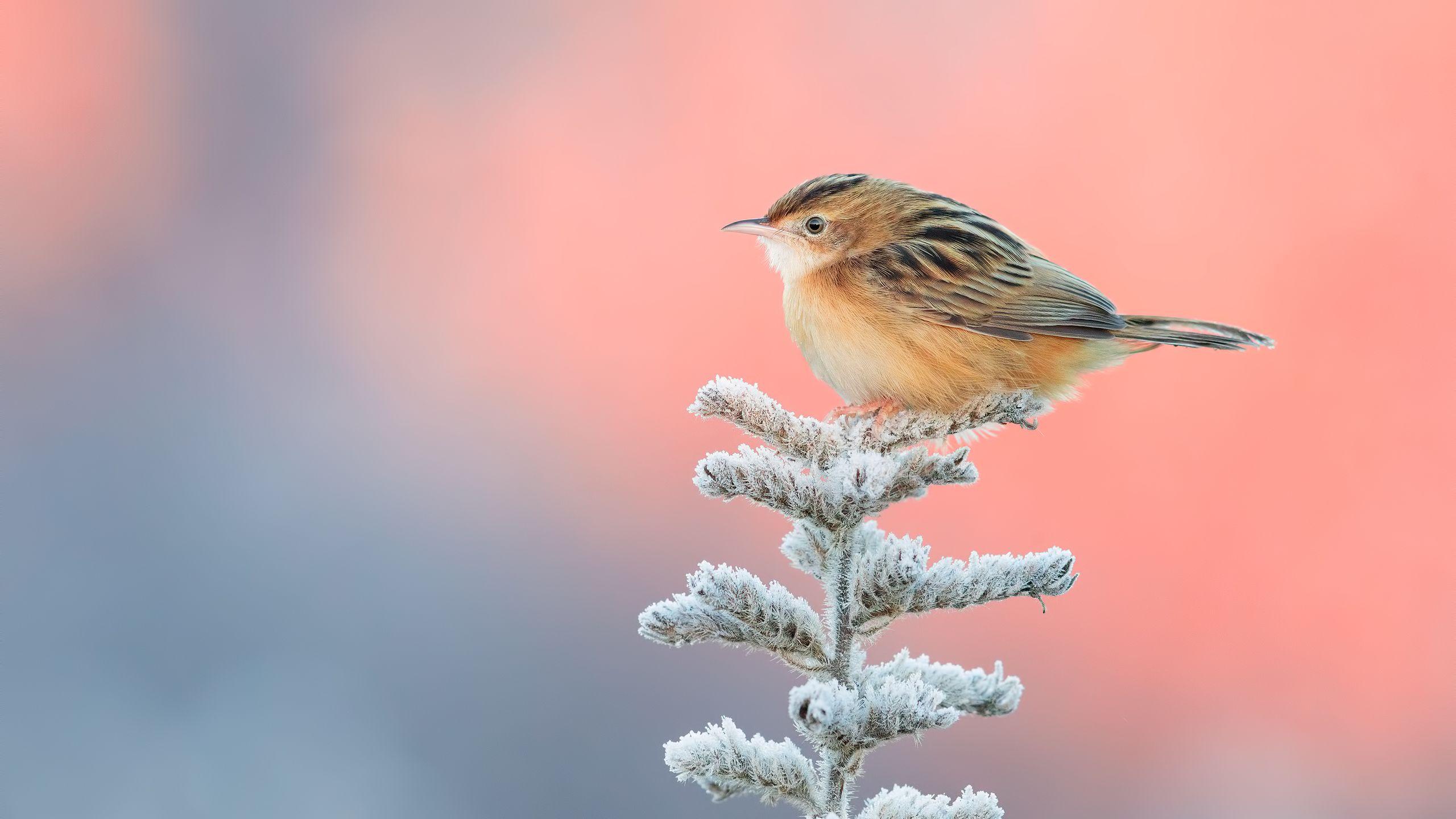 Little Bird Wallpapers - Top Free Little Bird Backgrounds - WallpaperAccess