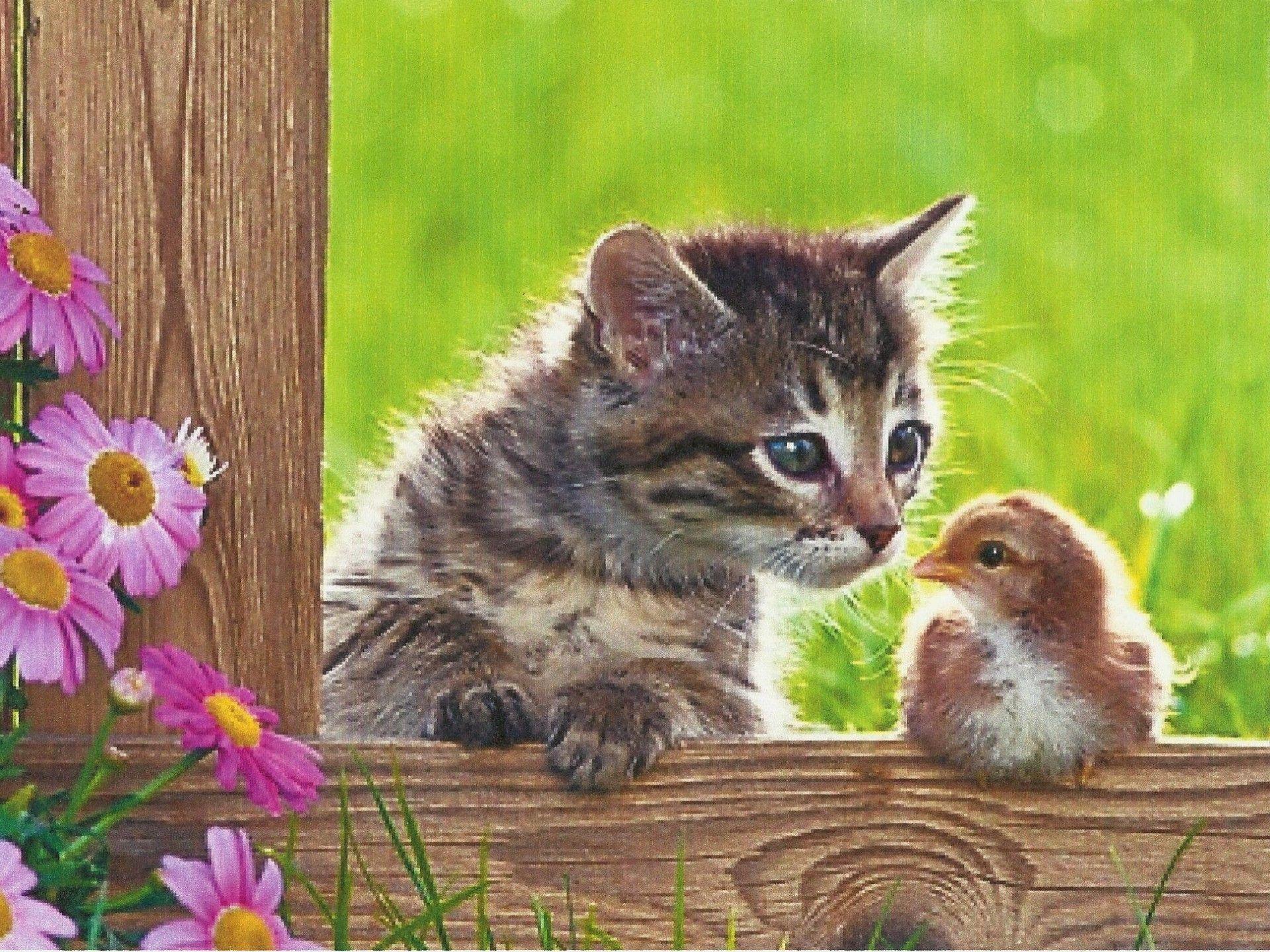 Baby Bird Wallpapers - Top Free Baby Bird Backgrounds - WallpaperAccess