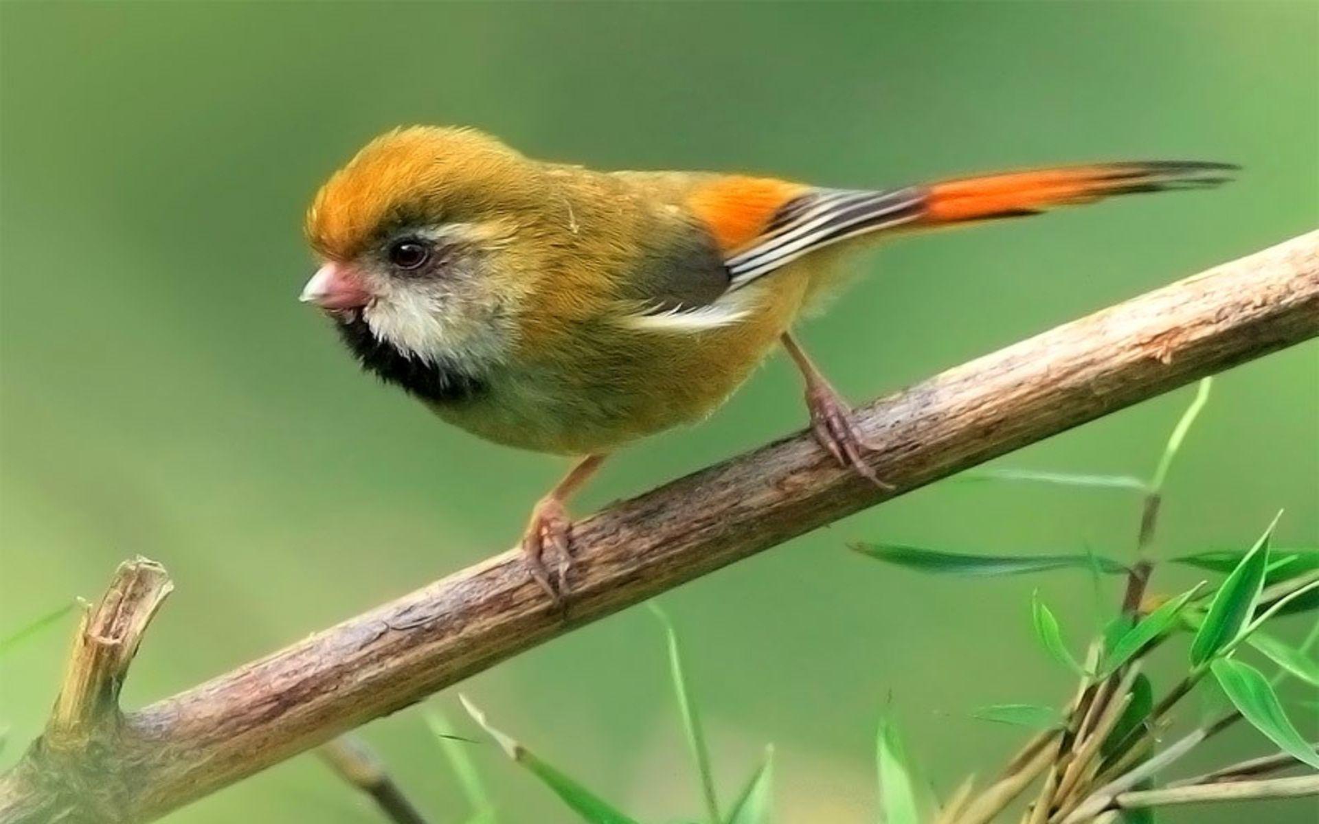 Little Bird Wallpapers - Top Free Little Bird Backgrounds - WallpaperAccess