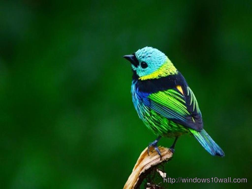 Little Bird Wallpapers - Top Free Little Bird Backgrounds - WallpaperAccess