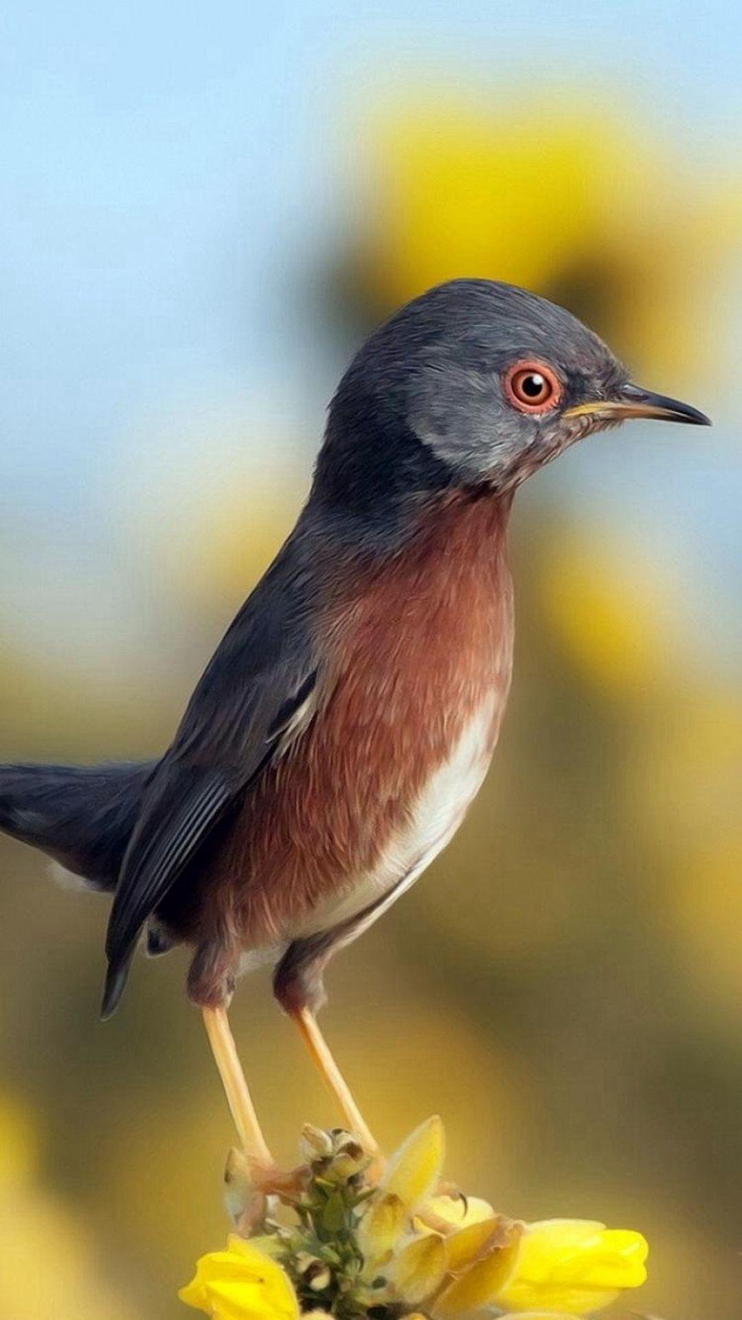 Little Bird Wallpapers - Top Free Little Bird Backgrounds - WallpaperAccess