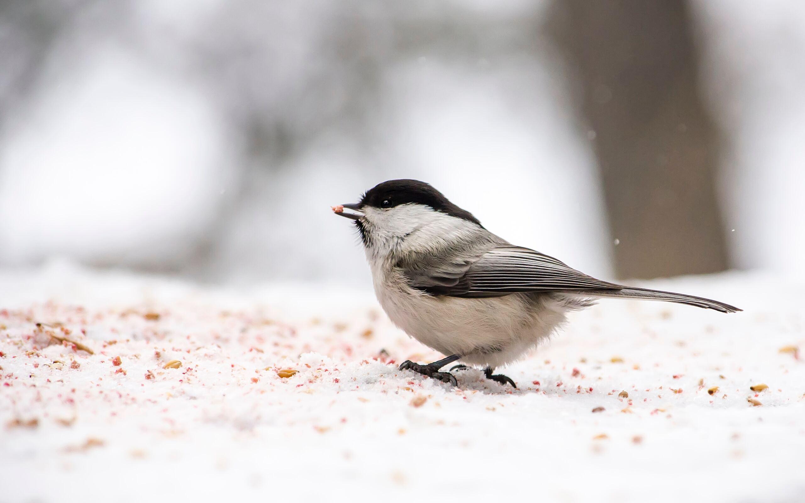 Little Bird Wallpapers - Top Free Little Bird Backgrounds - WallpaperAccess