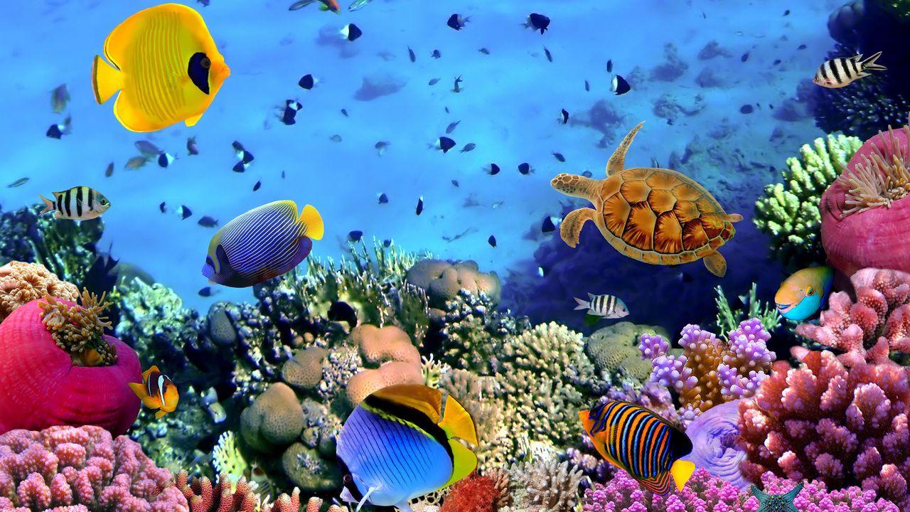 Seabed Wallpapers - Top Free Seabed Backgrounds - WallpaperAccess