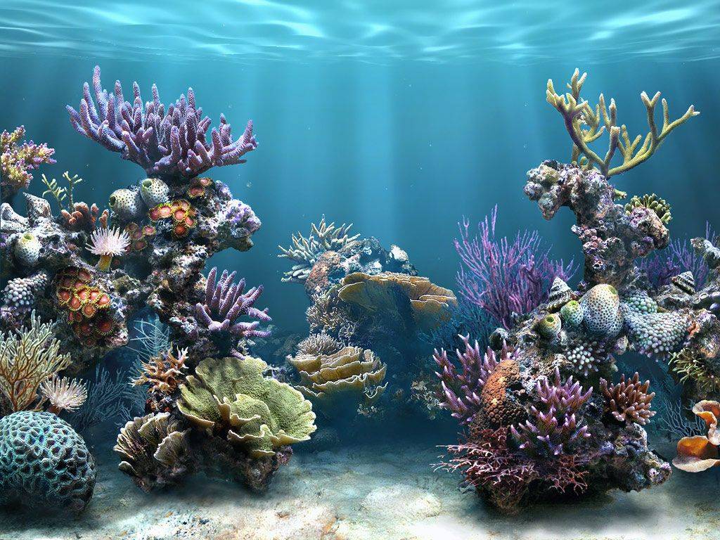 Seabed Wallpapers - Top Free Seabed Backgrounds - WallpaperAccess
