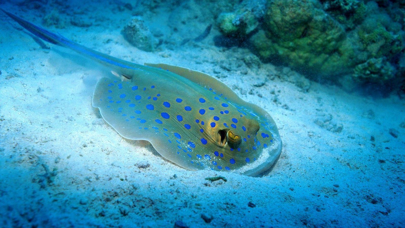 Seabed Wallpapers - Top Free Seabed Backgrounds - WallpaperAccess