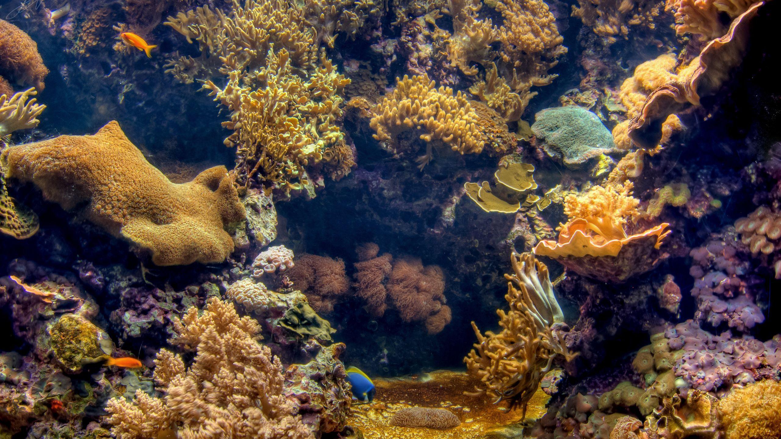 Seabed Wallpapers - Top Free Seabed Backgrounds - WallpaperAccess