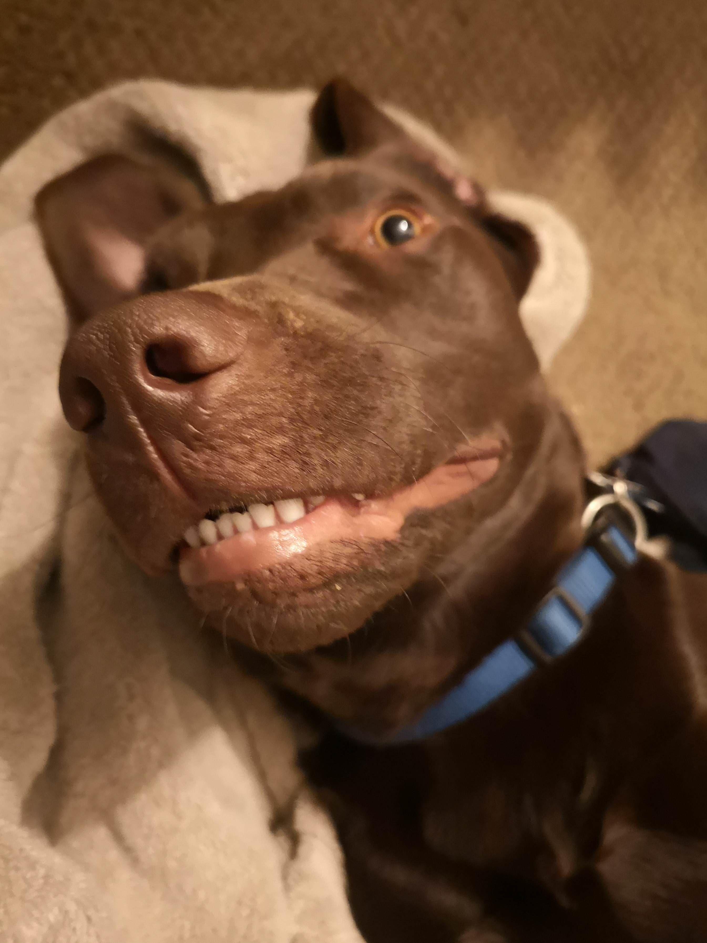 Derp Dog Wallpapers - Top Free Derp Dog Backgrounds - WallpaperAccess