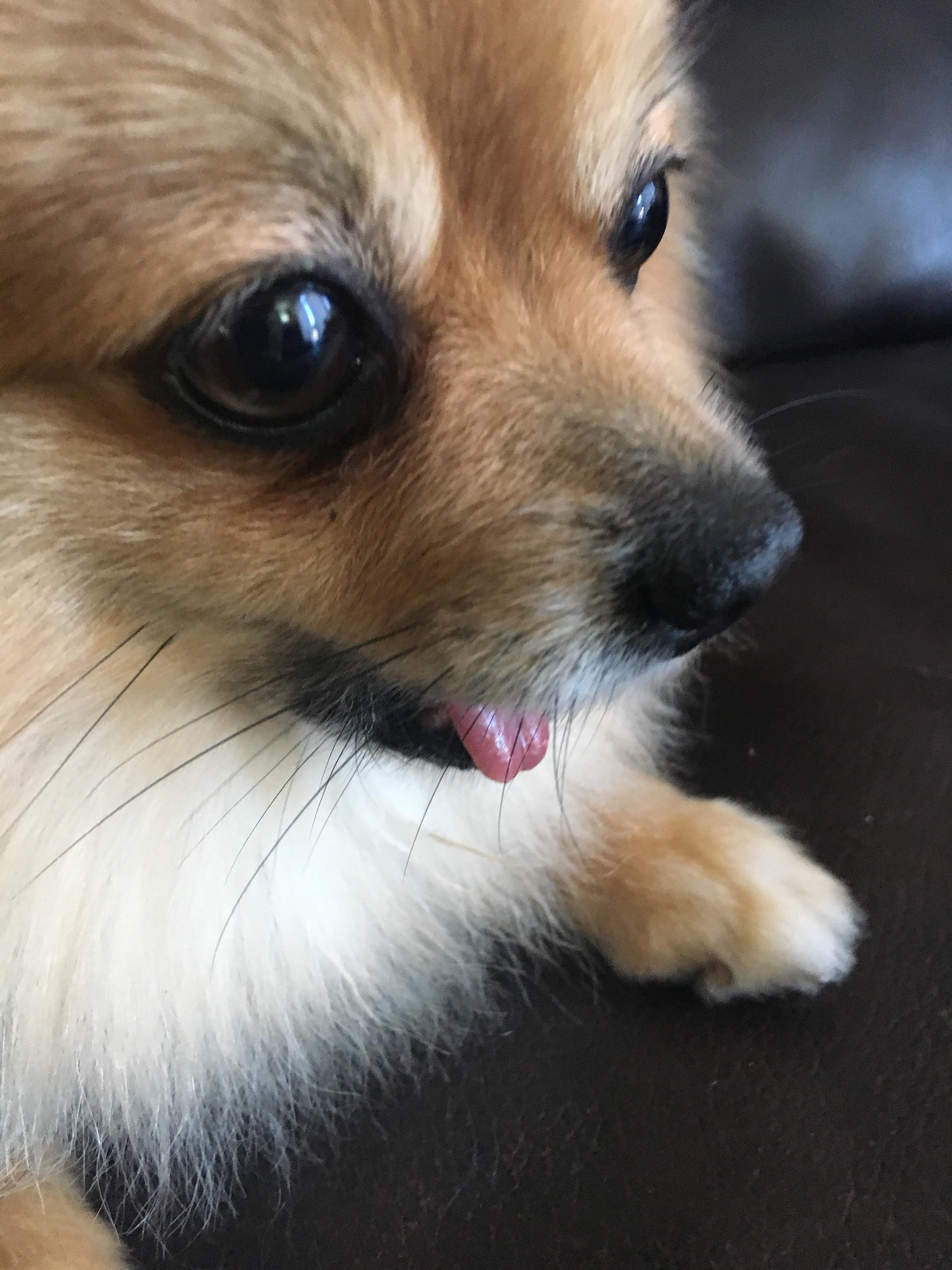 Derp Dog Wallpapers - Top Free Derp Dog Backgrounds - WallpaperAccess