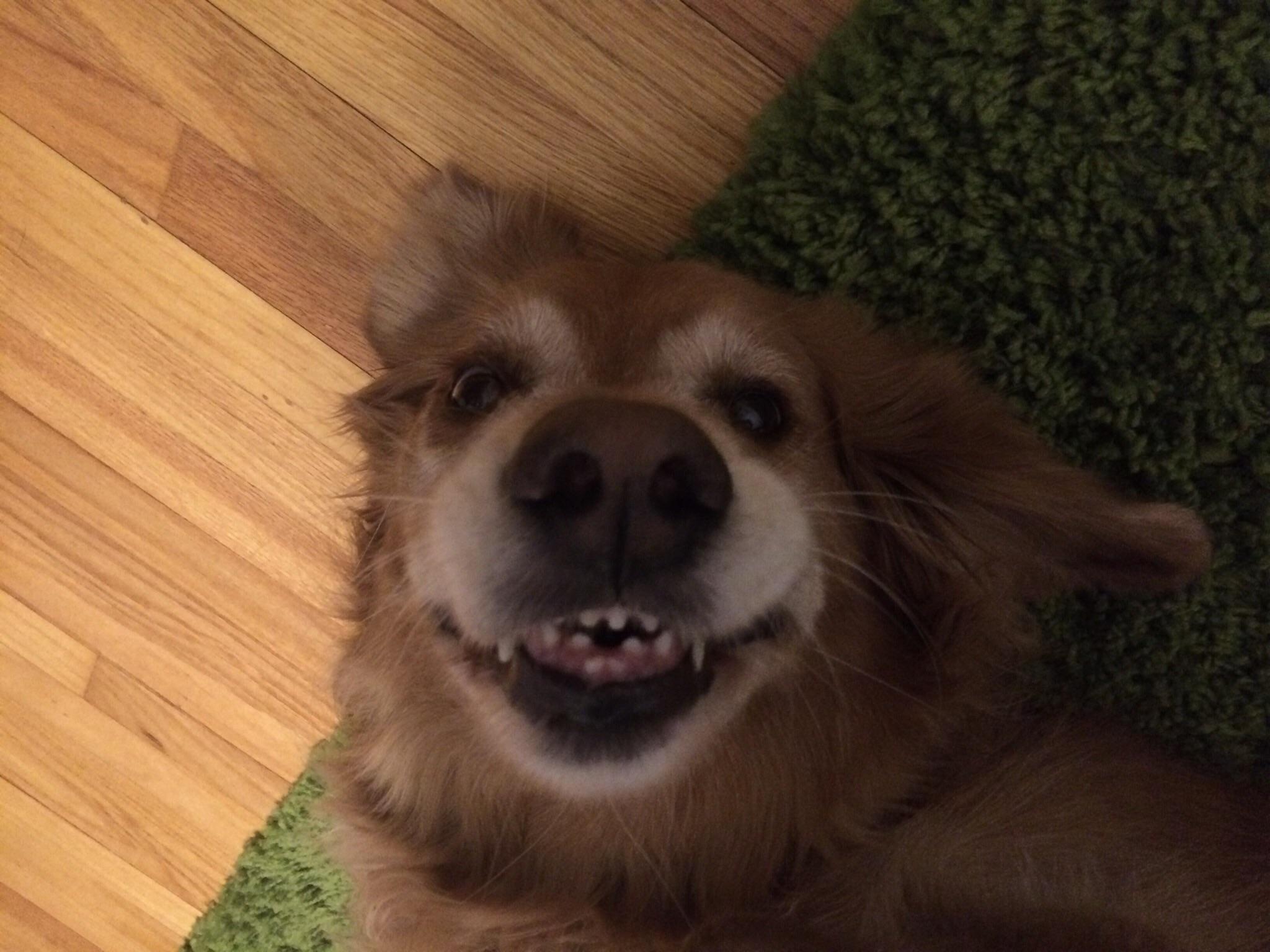 Derp Dog Wallpapers - Top Free Derp Dog Backgrounds - WallpaperAccess