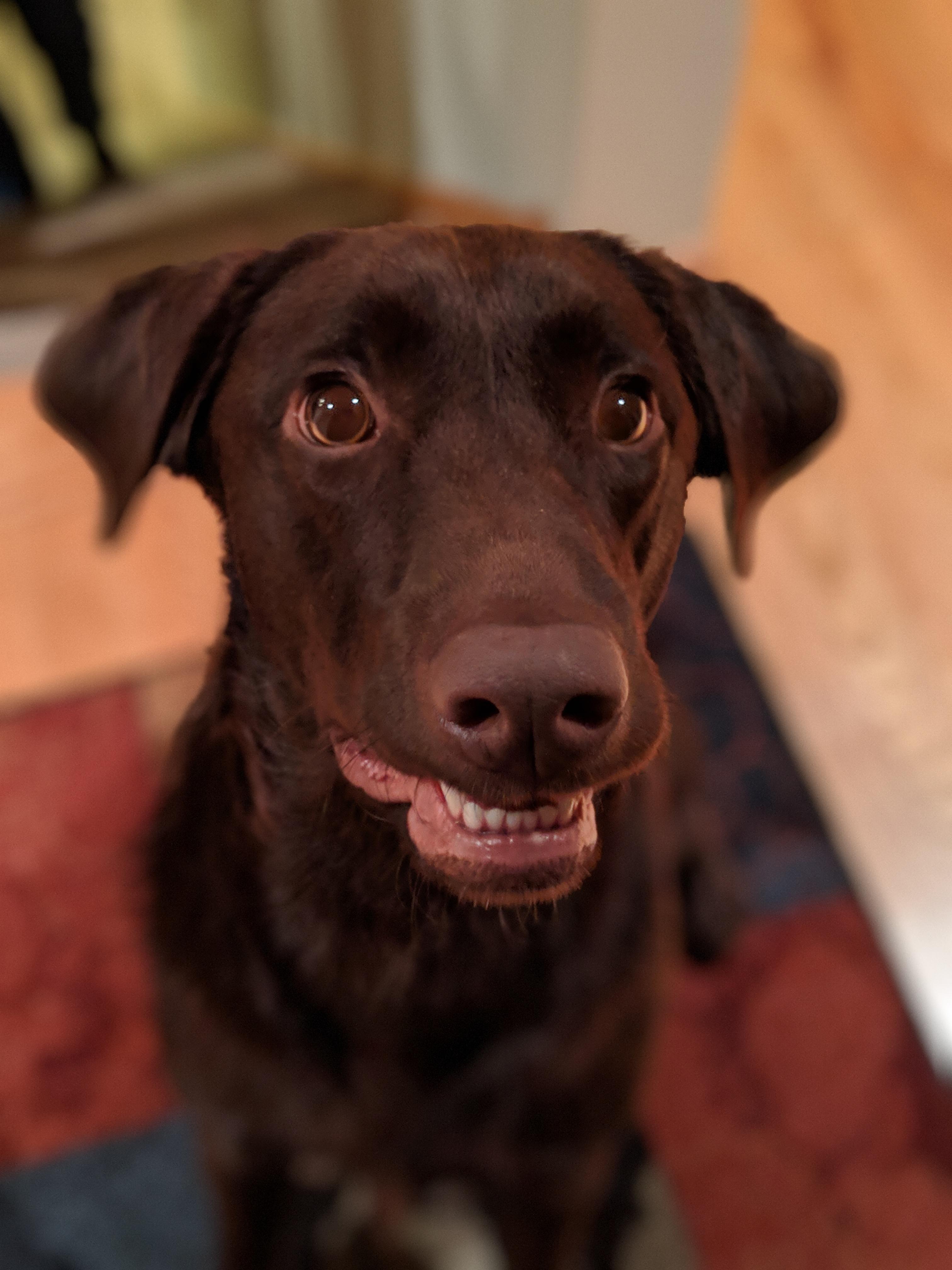 Derp Dog Wallpapers - Top Free Derp Dog Backgrounds - WallpaperAccess