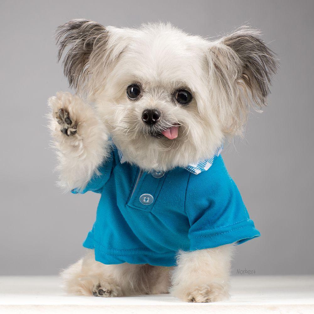 Derp Dog Wallpapers - Top Free Derp Dog Backgrounds - WallpaperAccess