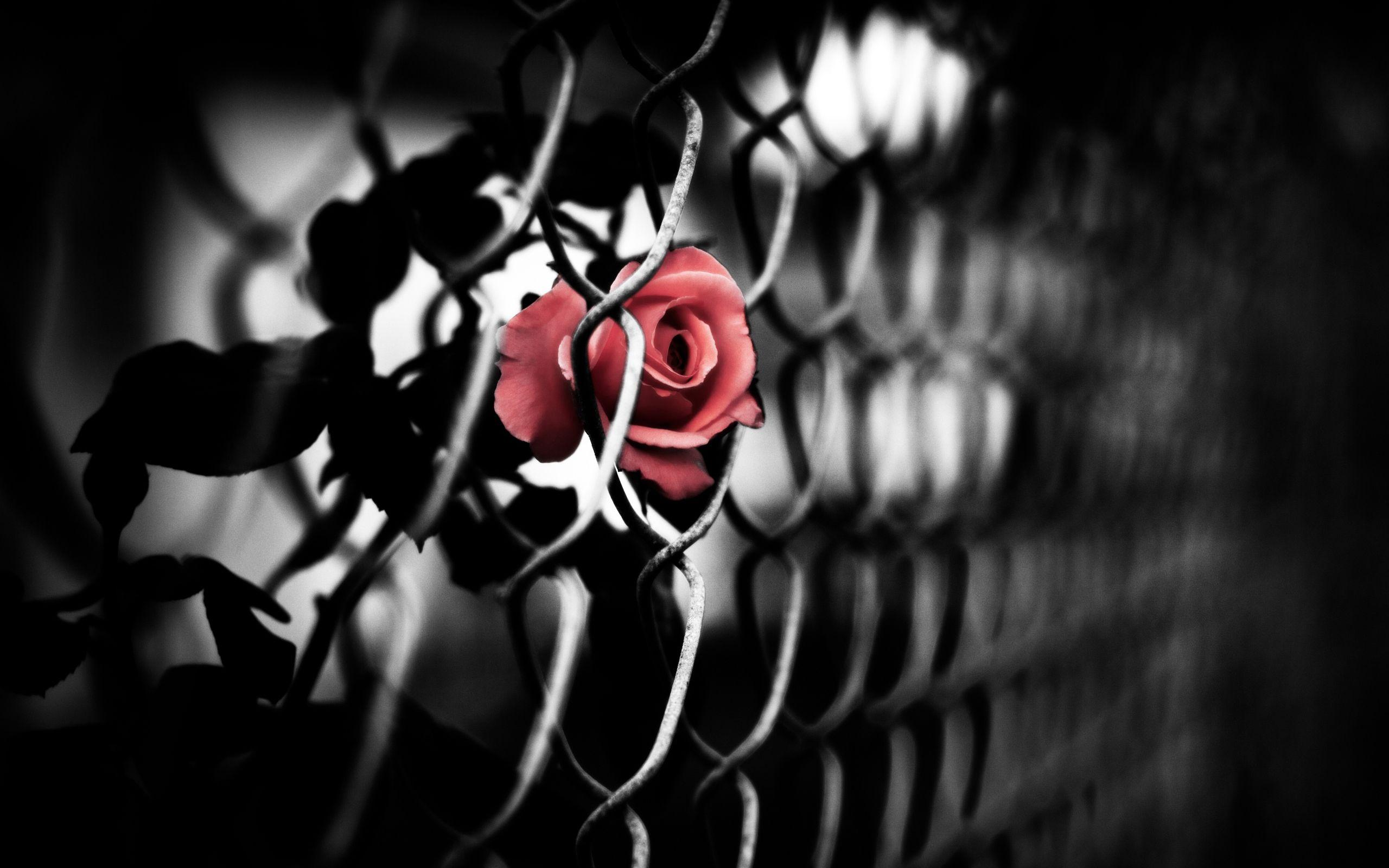 Chain Link Wallpapers - Top Free Chain Link Backgrounds - WallpaperAccess