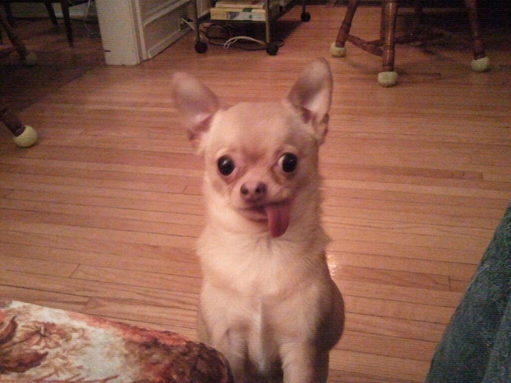 Derp Dog Wallpapers - Top Free Derp Dog Backgrounds - WallpaperAccess