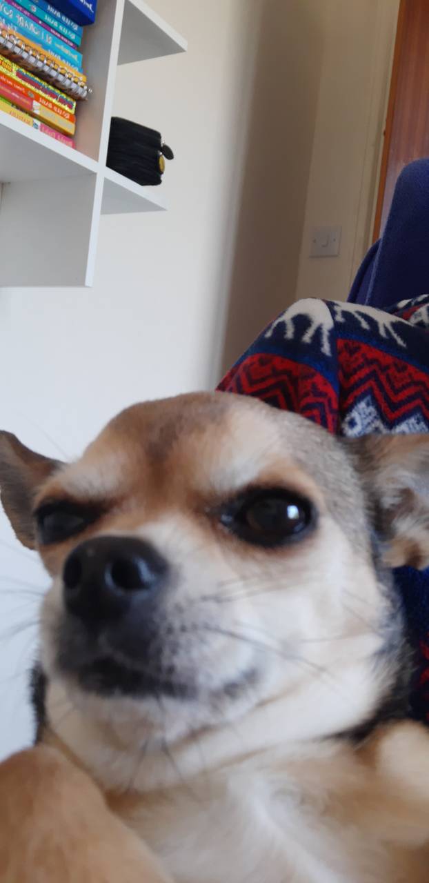 Derp Dog Wallpapers - Top Free Derp Dog Backgrounds - WallpaperAccess