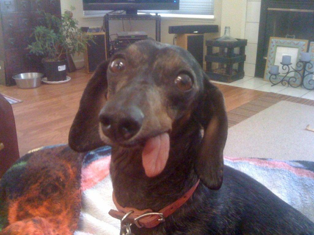 Derp Dog Wallpapers - Top Free Derp Dog Backgrounds - WallpaperAccess