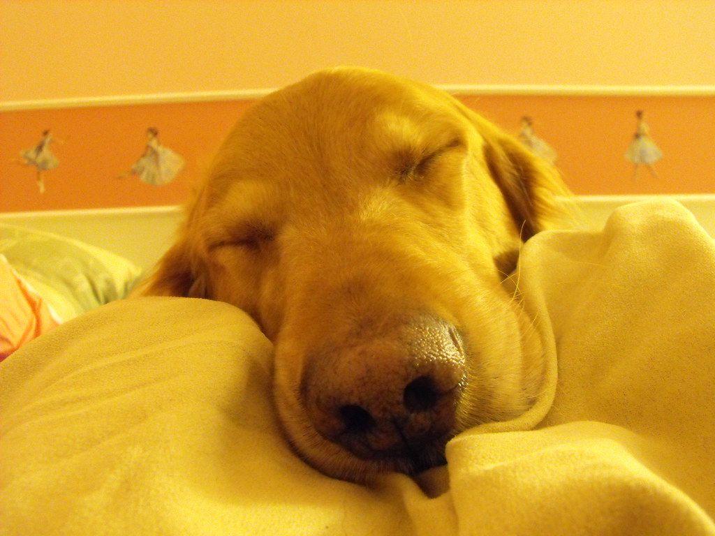 Derp Dog Wallpapers - Top Free Derp Dog Backgrounds - WallpaperAccess