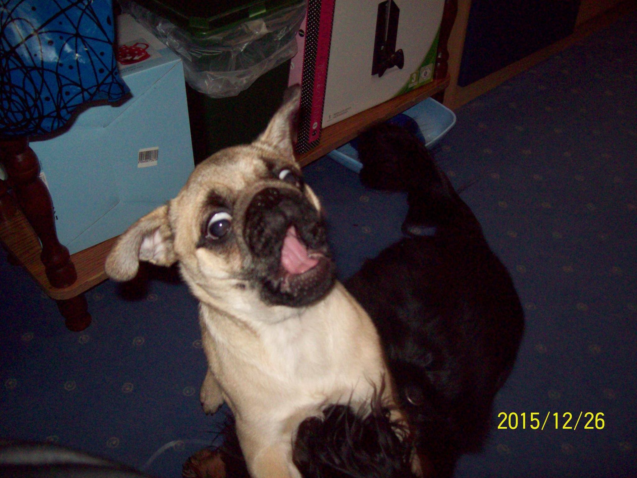 Derp Dog Wallpapers - Top Free Derp Dog Backgrounds - WallpaperAccess