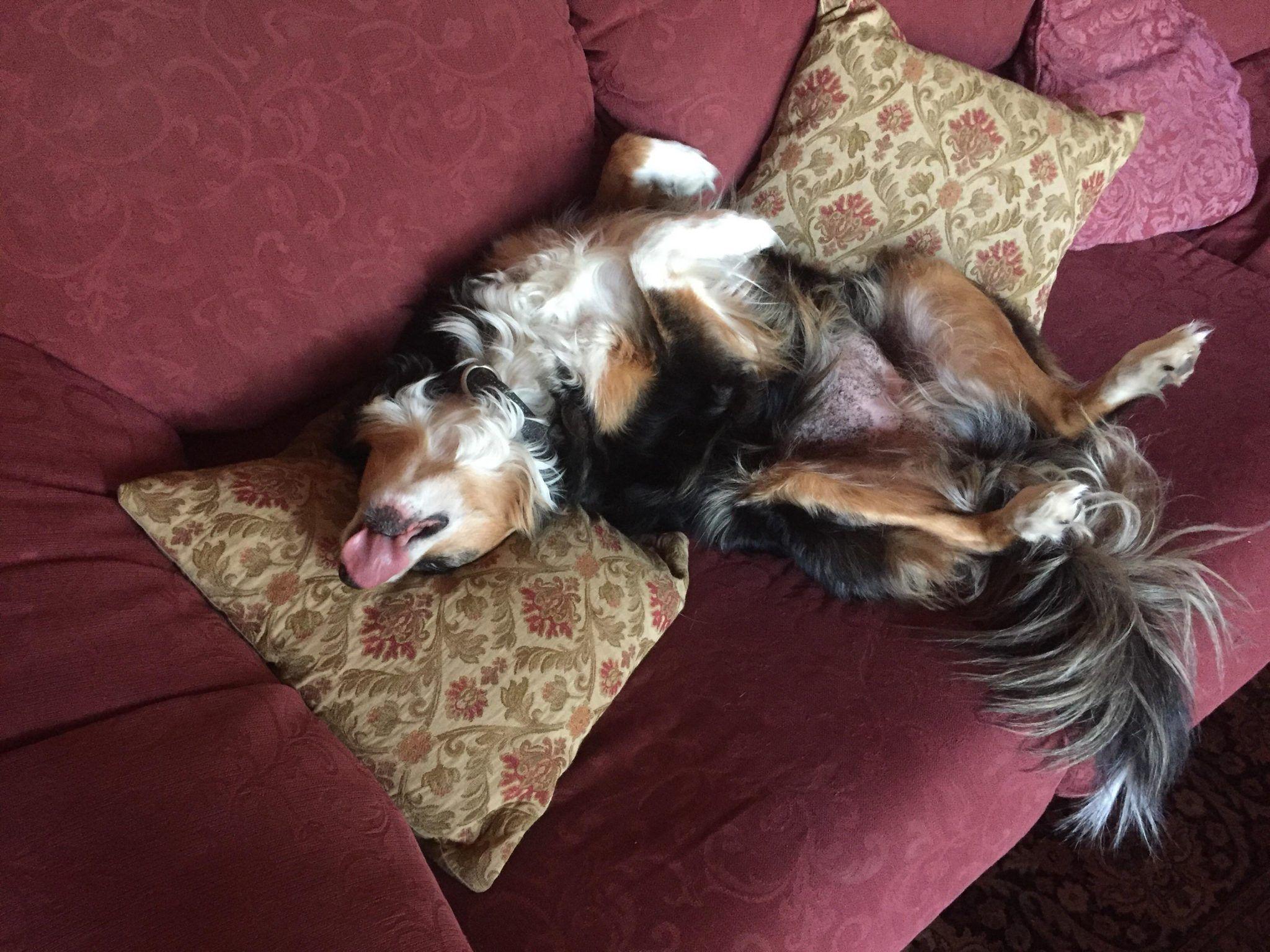 Derp Dog Wallpapers - Top Free Derp Dog Backgrounds - WallpaperAccess