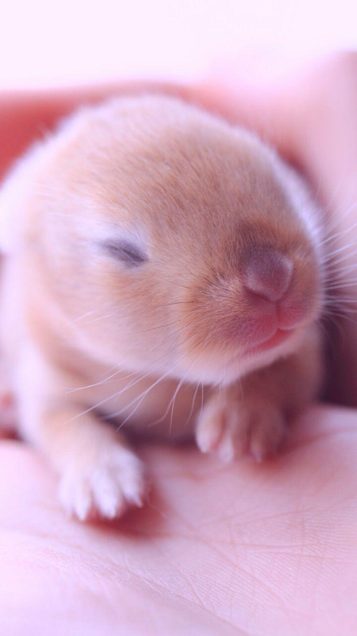 Cute Bunny iPhone Wallpapers - Top Free Cute Bunny iPhone Backgrounds ...