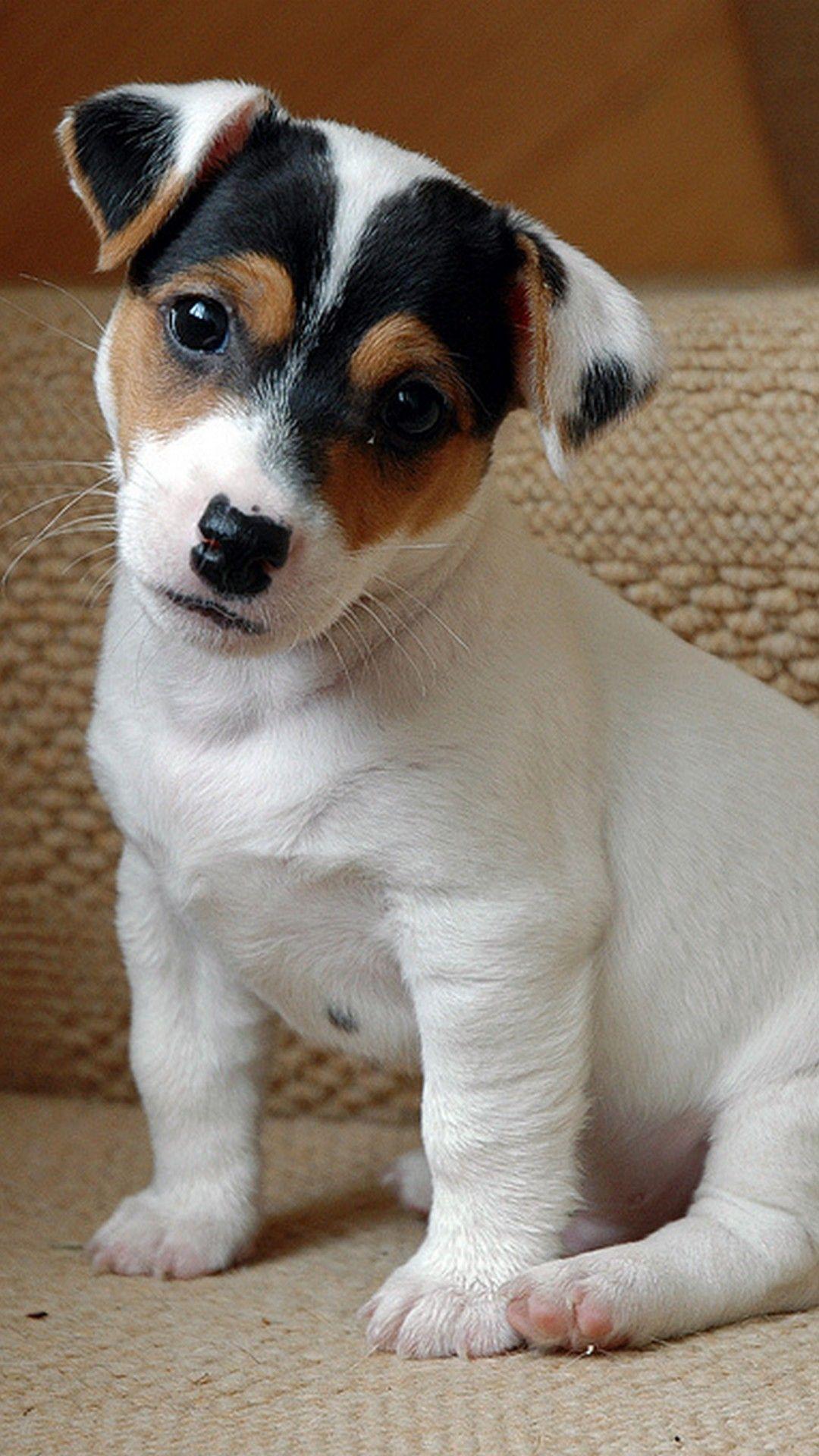 Cute Puppy Phone Wallpapers - Top Free Cute Puppy Phone Backgrounds ...
