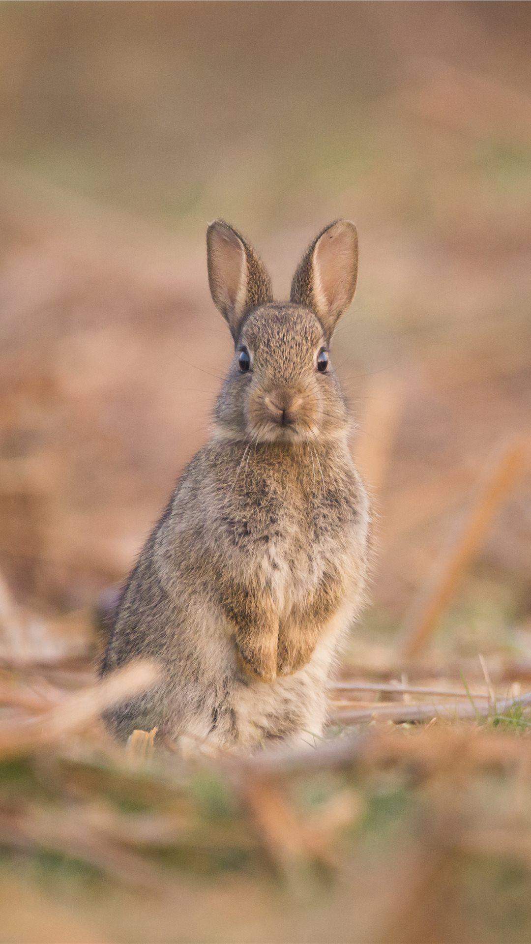 Awesome Bunny Wallpapers - Top Free Awesome Bunny Backgrounds ...