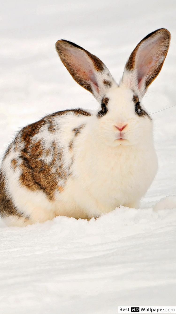 Cute Bunny iPhone Wallpapers - Top Free Cute Bunny iPhone Backgrounds ...