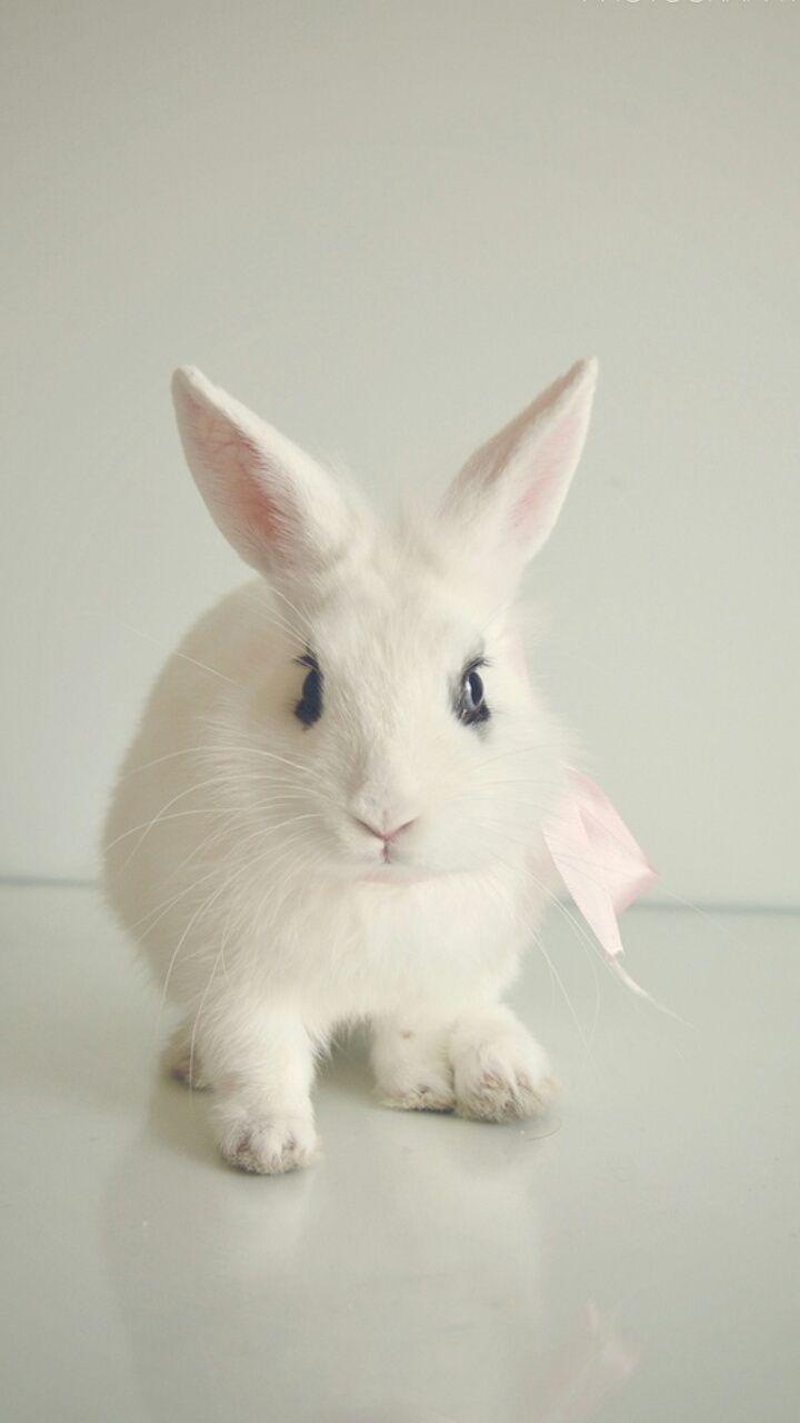 Cute Bunny iPhone Wallpapers - Top Free Cute Bunny iPhone Backgrounds ...