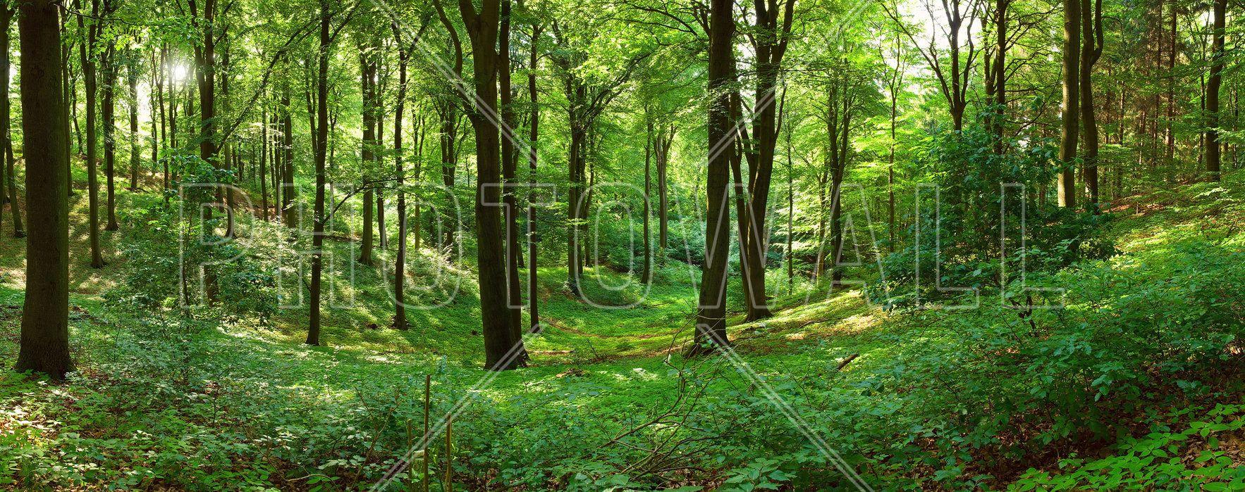 Panoramic Forest Wallpapers - Top Free Panoramic Forest Backgrounds ...