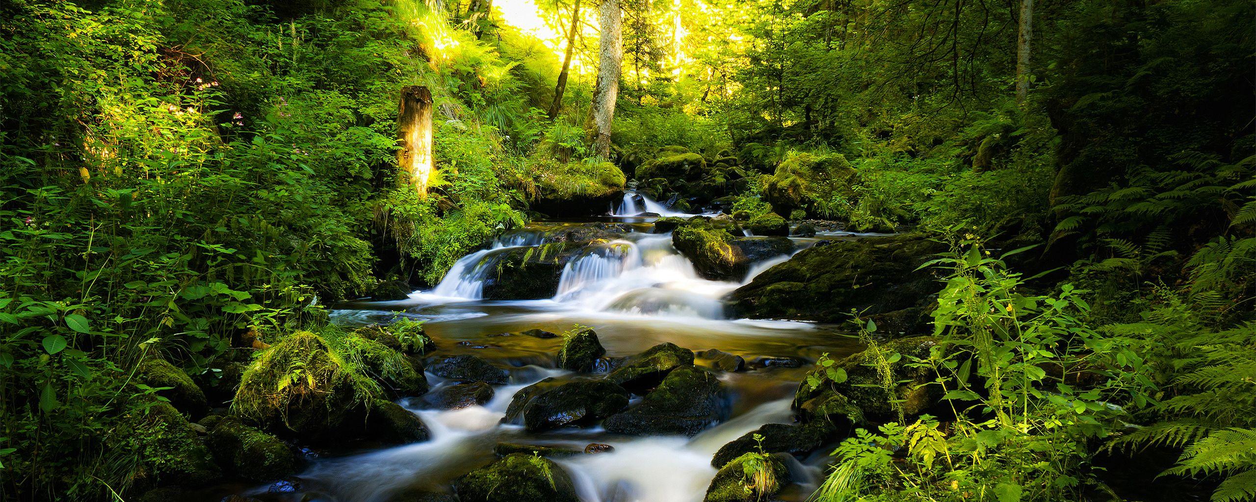 Panoramic Forest Wallpapers - Top Free Panoramic Forest Backgrounds ...