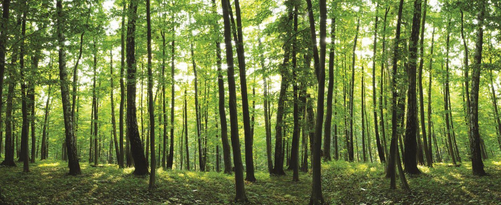 Panoramic Forest Wallpapers - Top Free Panoramic Forest Backgrounds ...