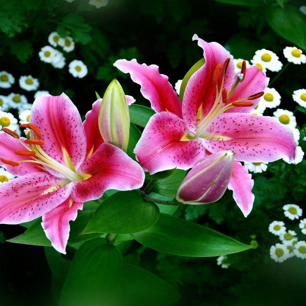 Easter Lily Wallpapers - Top Free Easter Lily Backgrounds - WallpaperAccess