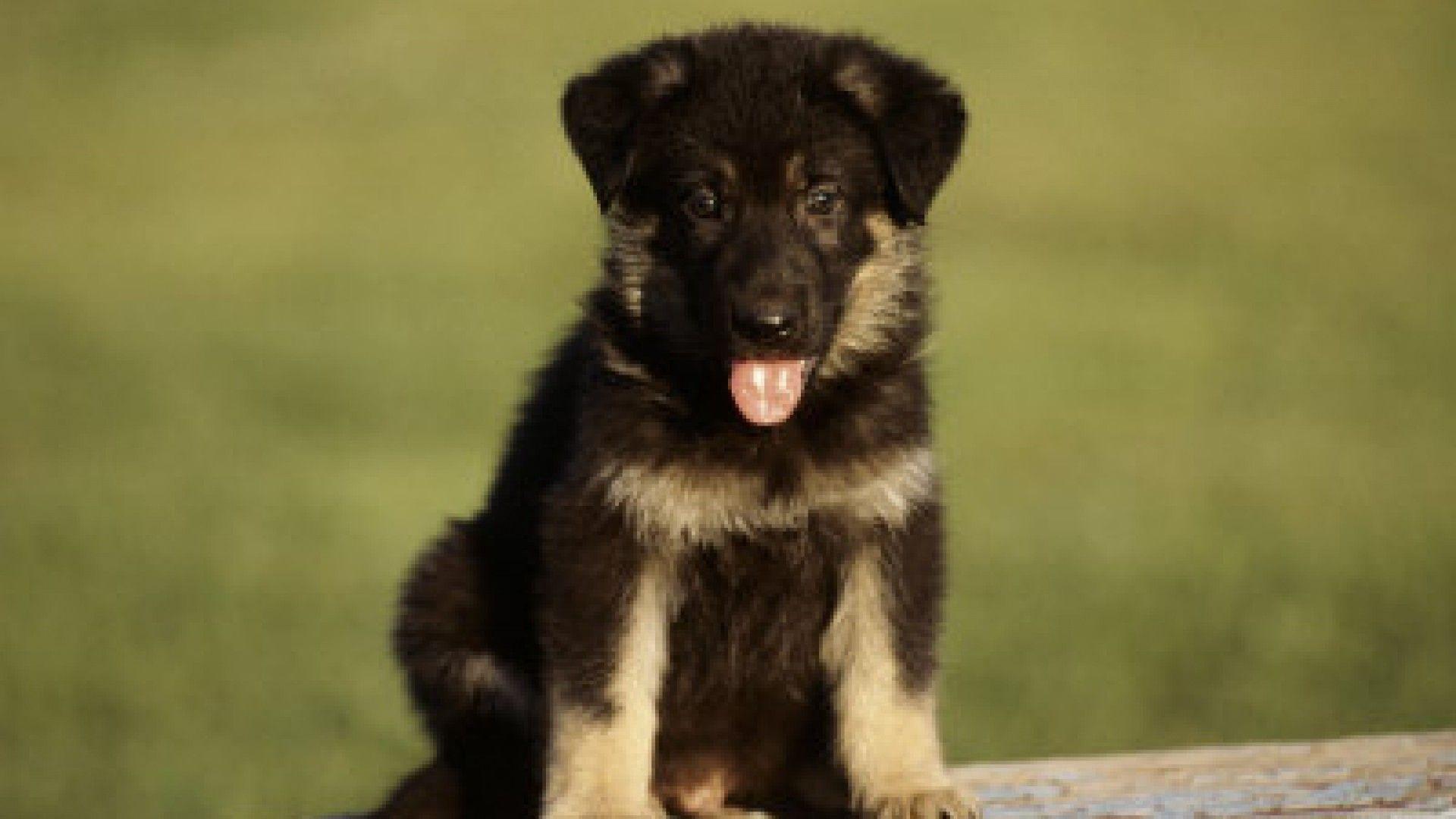 Cute German Shepherd Wallpapers - Top Free Cute German Shepherd ...