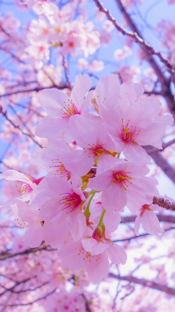 Bunga Sakura Wallpapers - Top Free Bunga Sakura Backgrounds ...
