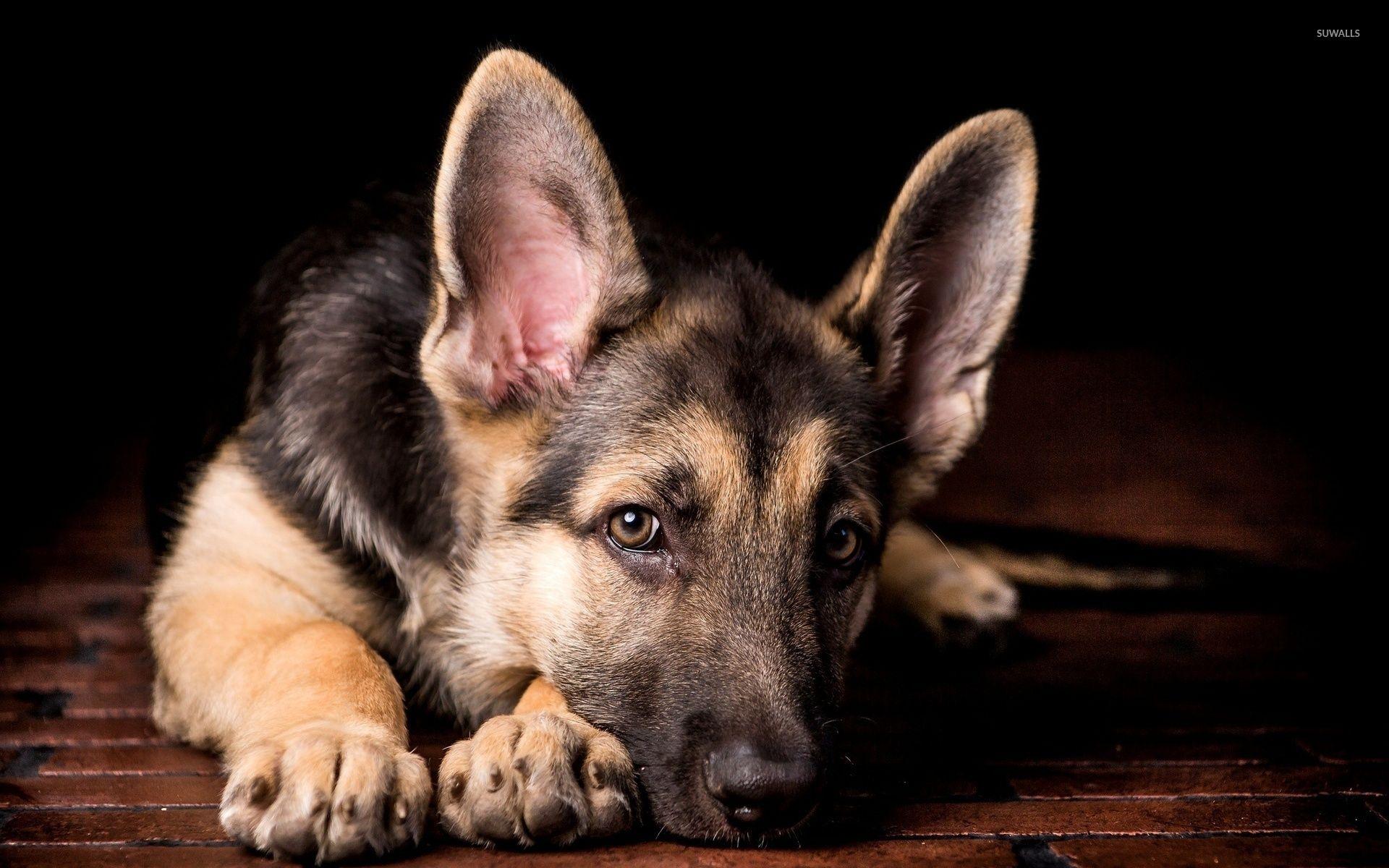 German Shepherd Puppy Wallpapers - Top Free German Shepherd Puppy ...