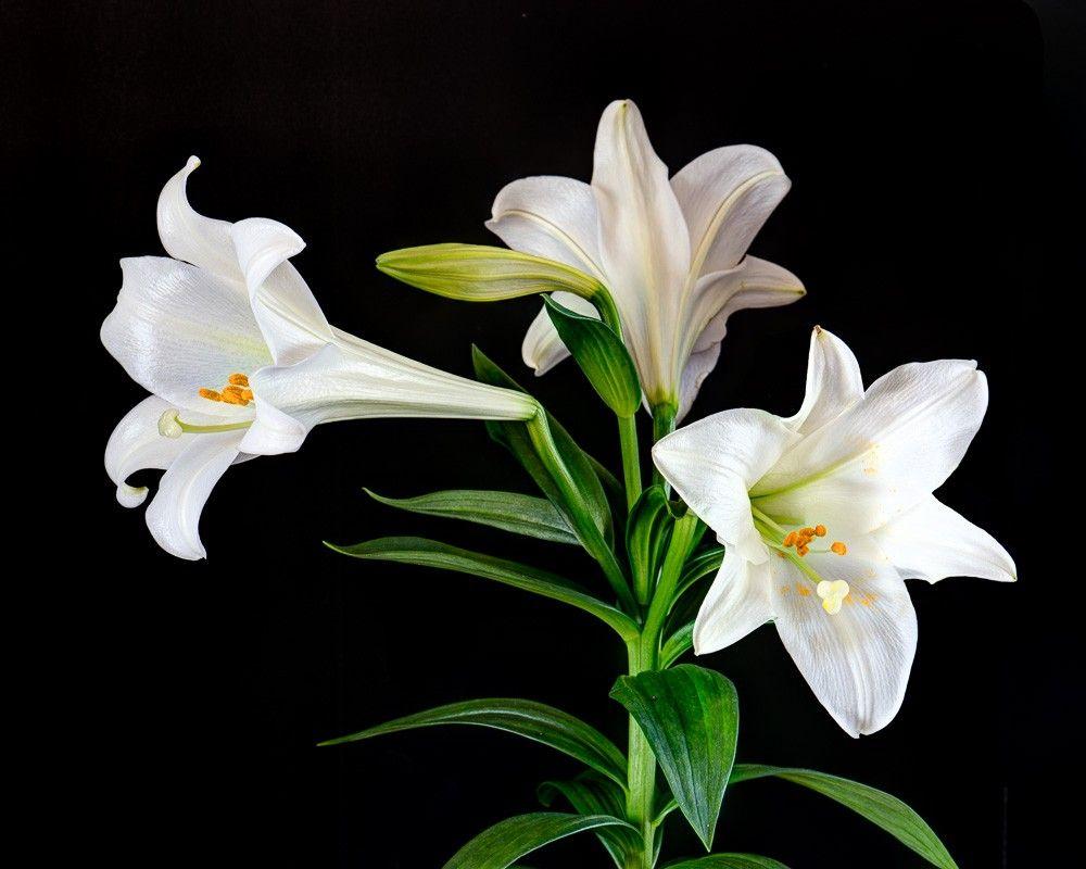 Easter Lily Wallpapers - Top Free Easter Lily Backgrounds - WallpaperAccess