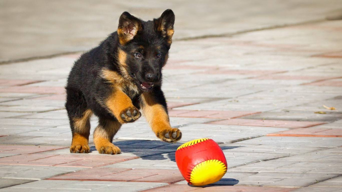 German Shepherd Puppies Wallpapers - Top Free German Shepherd Puppies ...