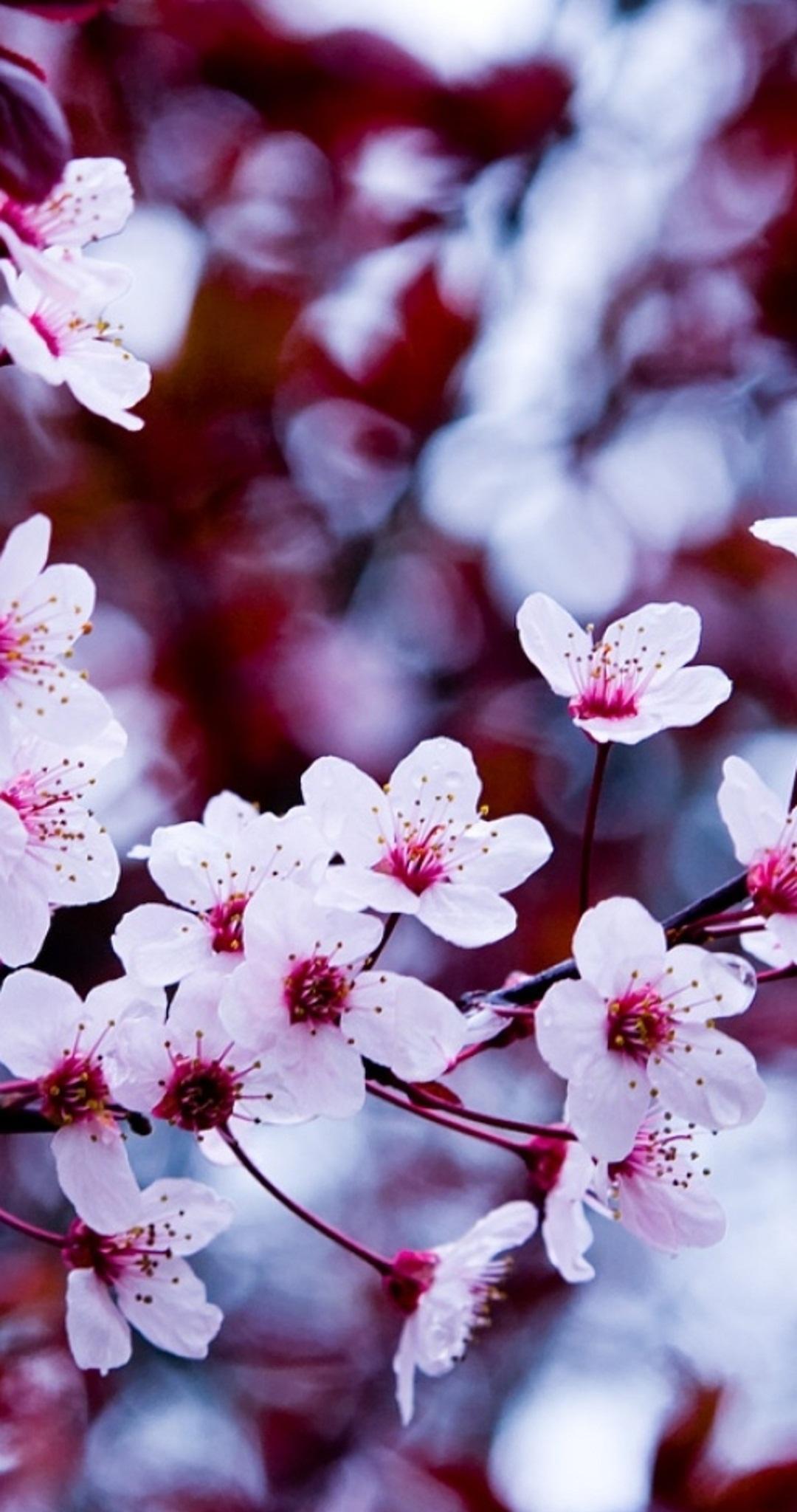 Bunga Sakura Wallpapers - Top Free Bunga Sakura Backgrounds ...