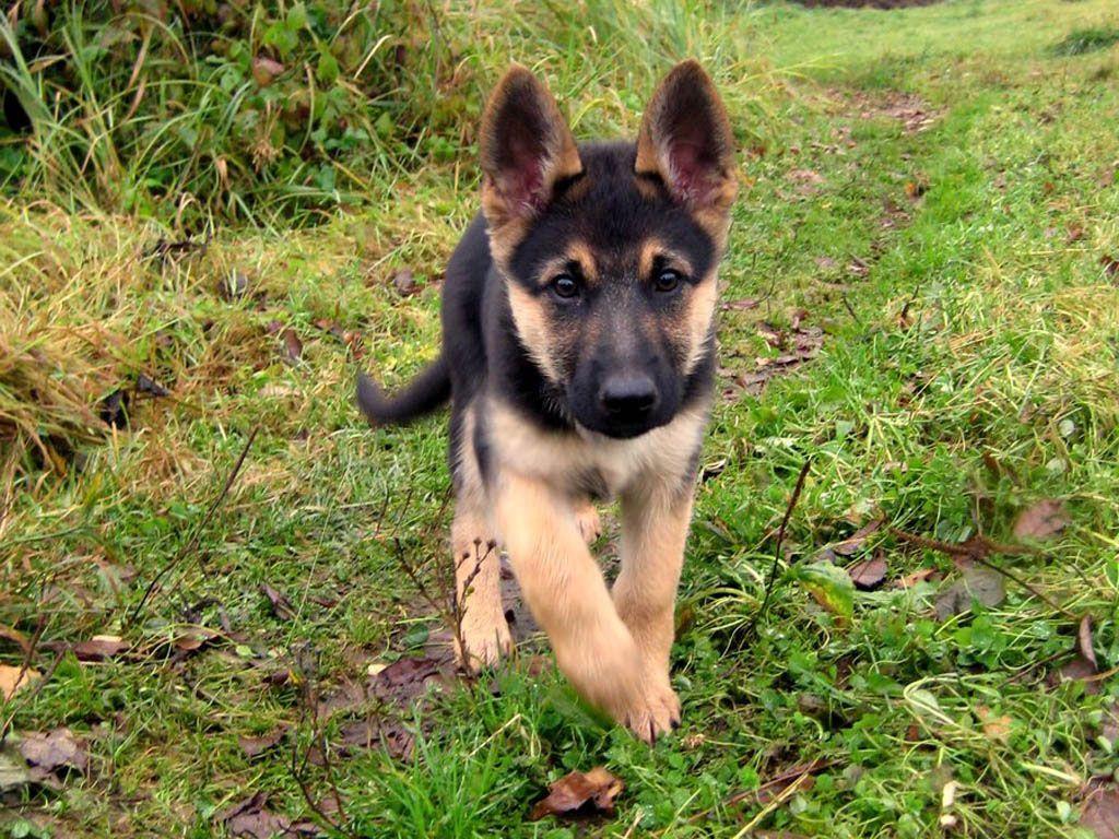 German Shepherd Puppies Wallpapers - Top Free German Shepherd Puppies ...