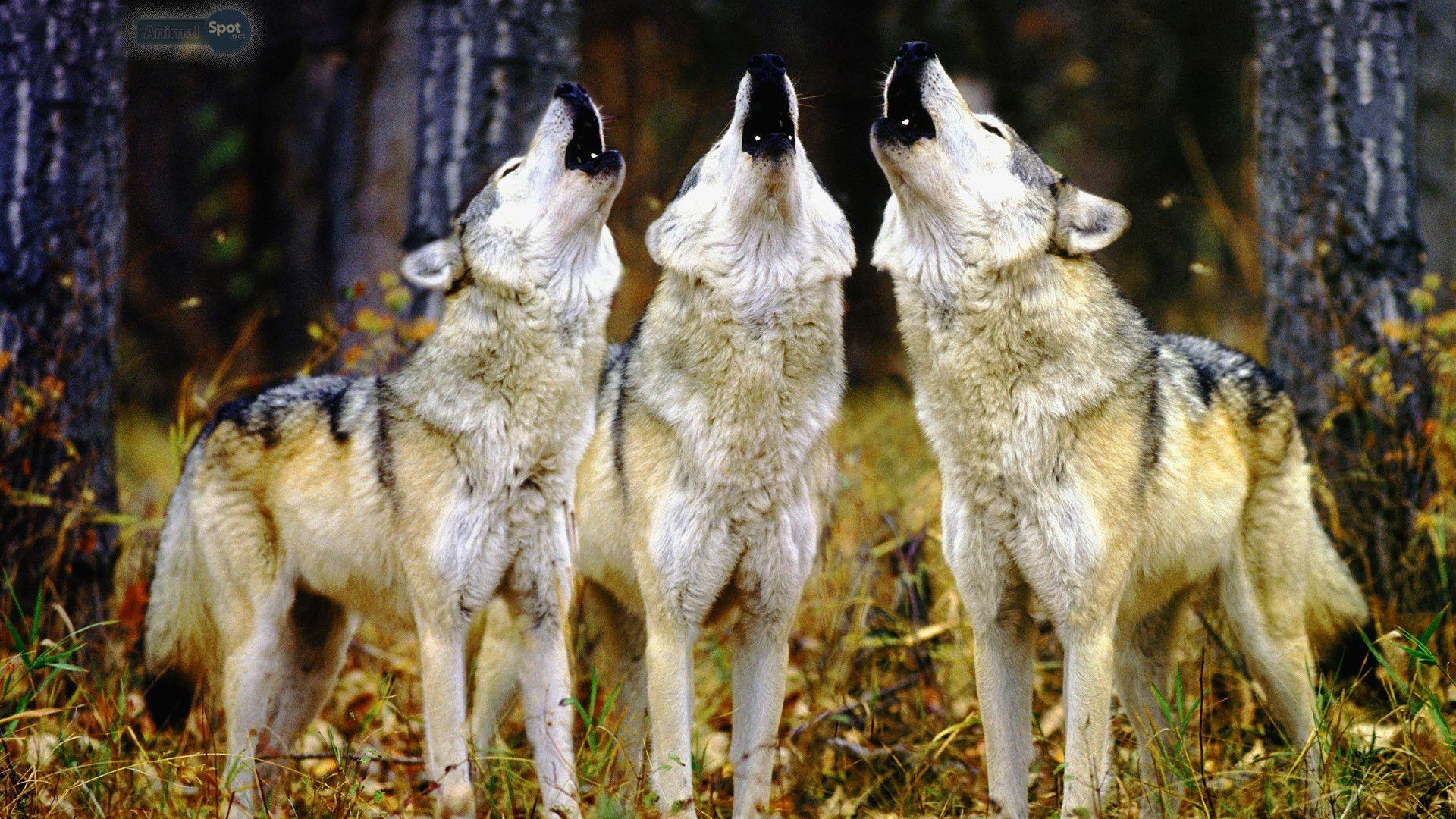 Pack of Wolves Wallpapers - Top Free Pack of Wolves Backgrounds ...