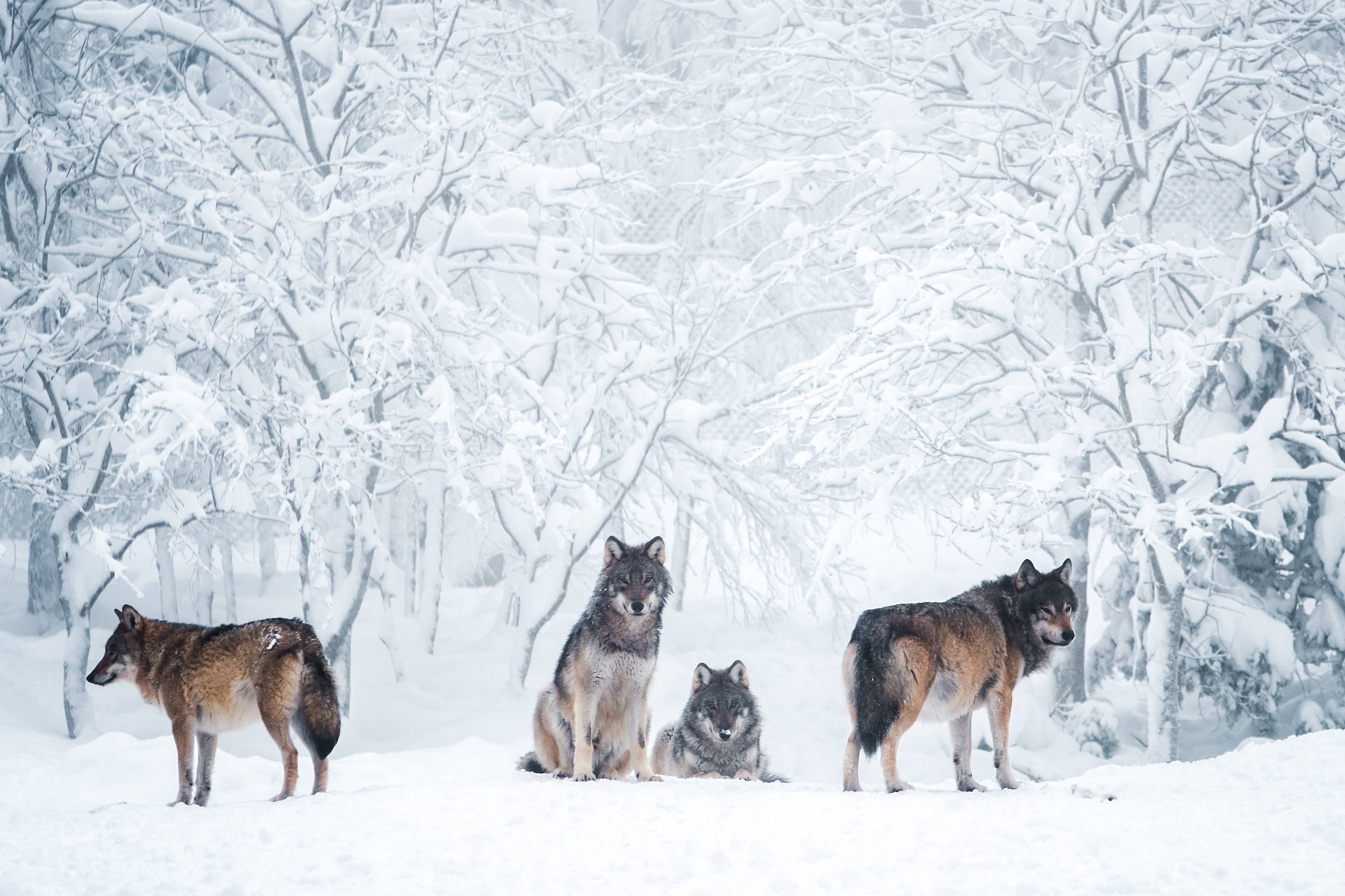 Pack of Wolves Wallpapers - Top Free Pack of Wolves Backgrounds ...
