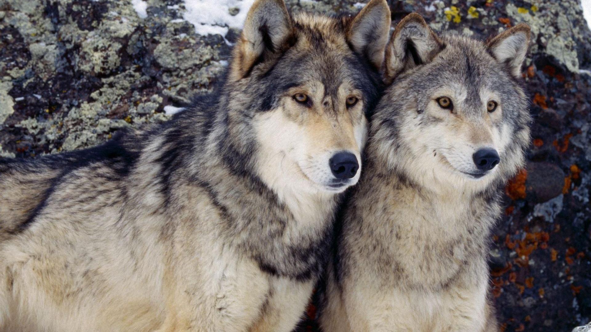 Pack of Wolves Wallpapers - Top Free Pack of Wolves Backgrounds ...