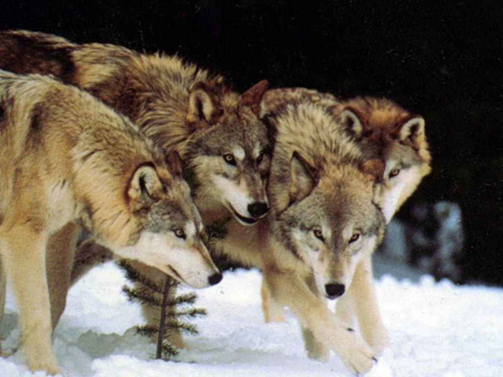 Pack of Wolves Wallpapers - Top Free Pack of Wolves Backgrounds ...