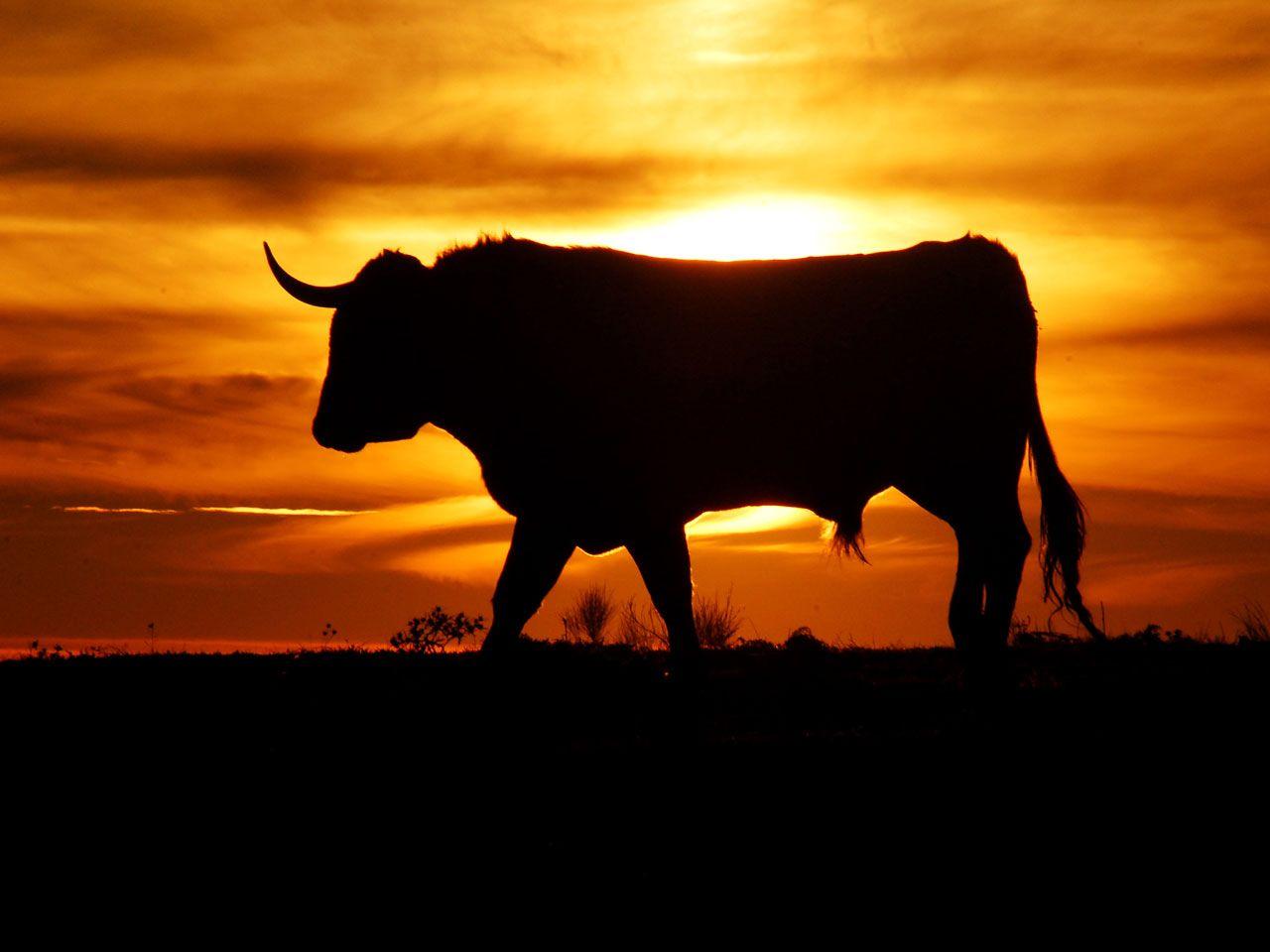 Wild Bull Wallpapers - Top Free Wild Bull Backgrounds - WallpaperAccess
