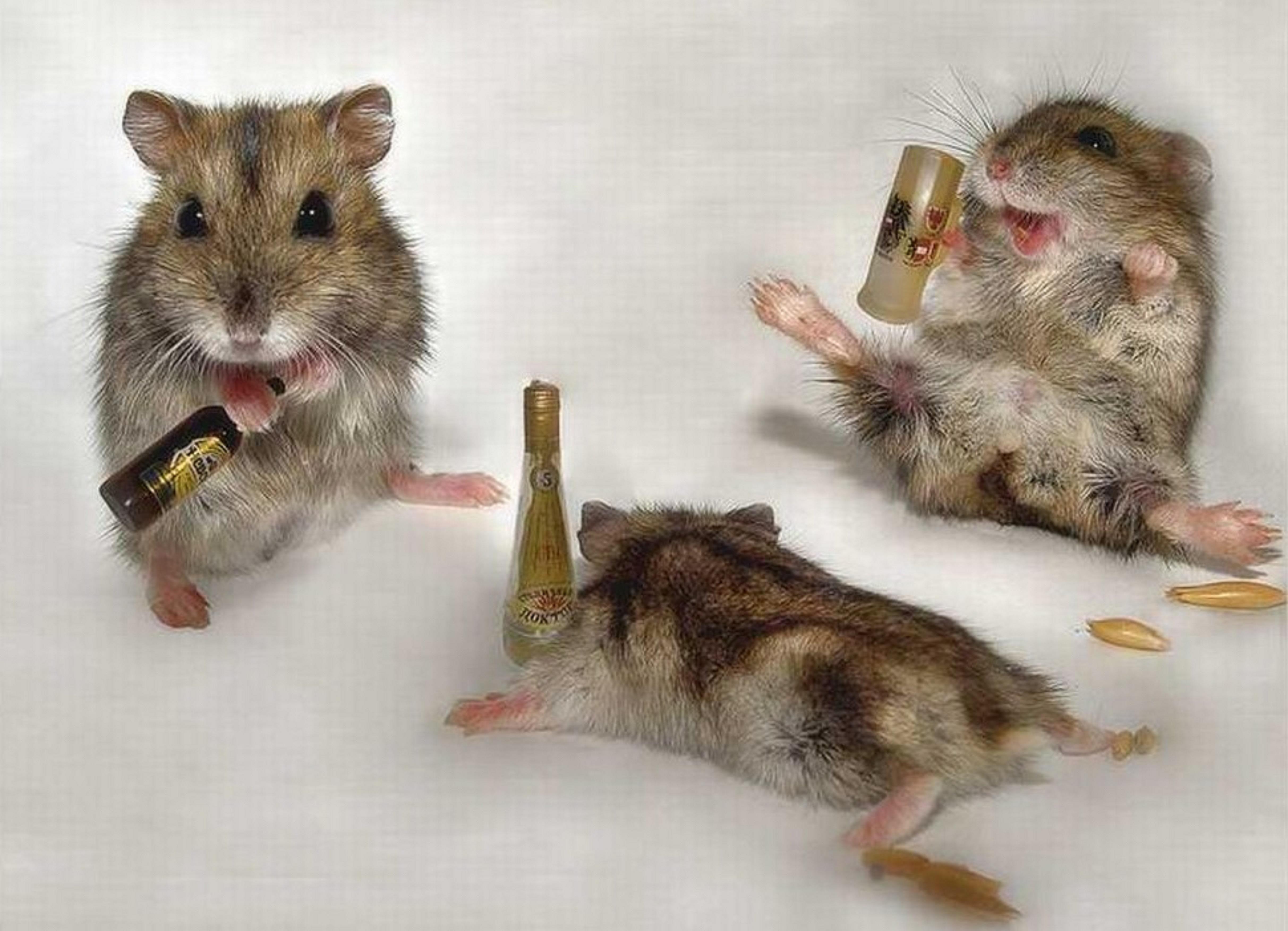 Drunk Animals Wallpapers - Top Free Drunk Animals Backgrounds ...