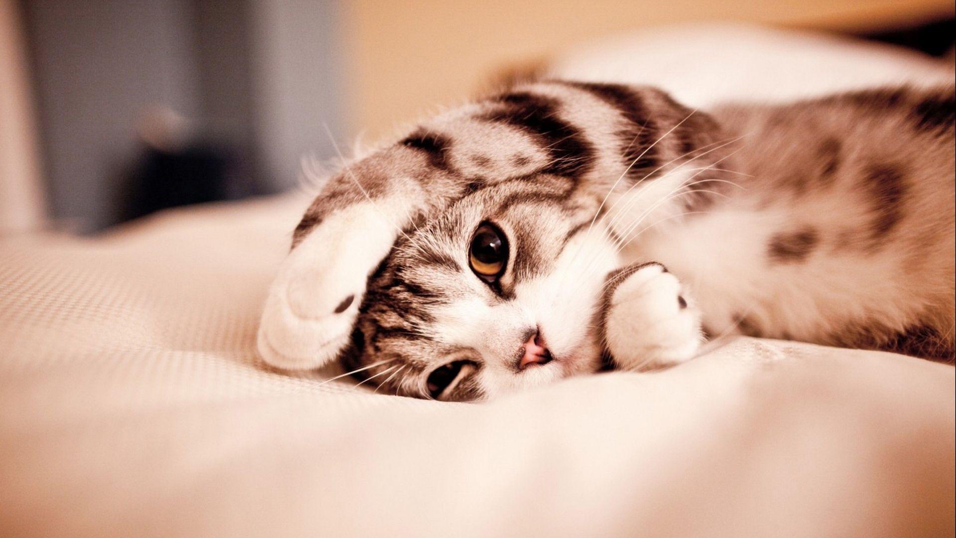 1920x1080 Cute Wallpapers - Top Free 1920x1080 Cute Backgrounds ...